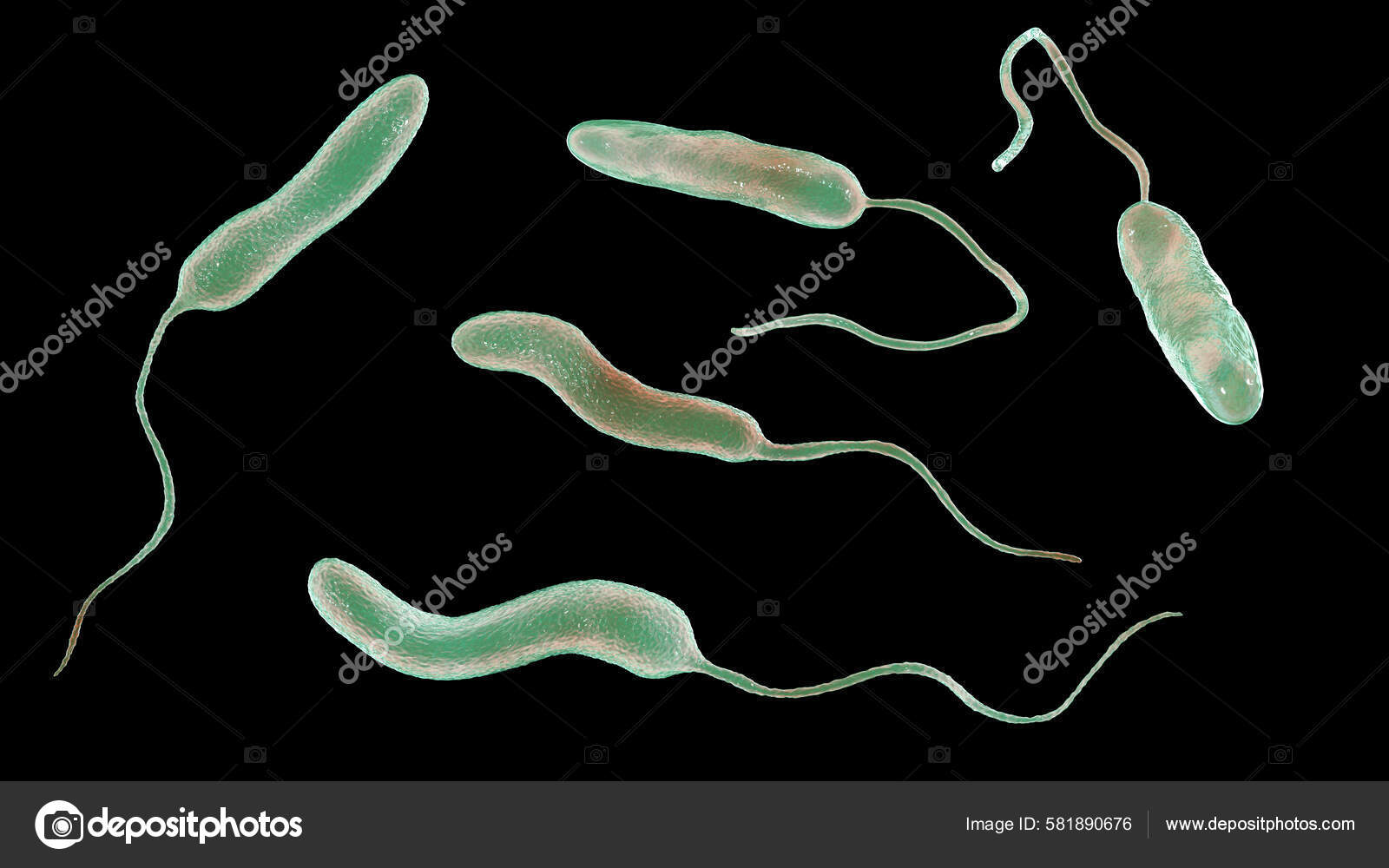 Vibrio Cholerae Microscope