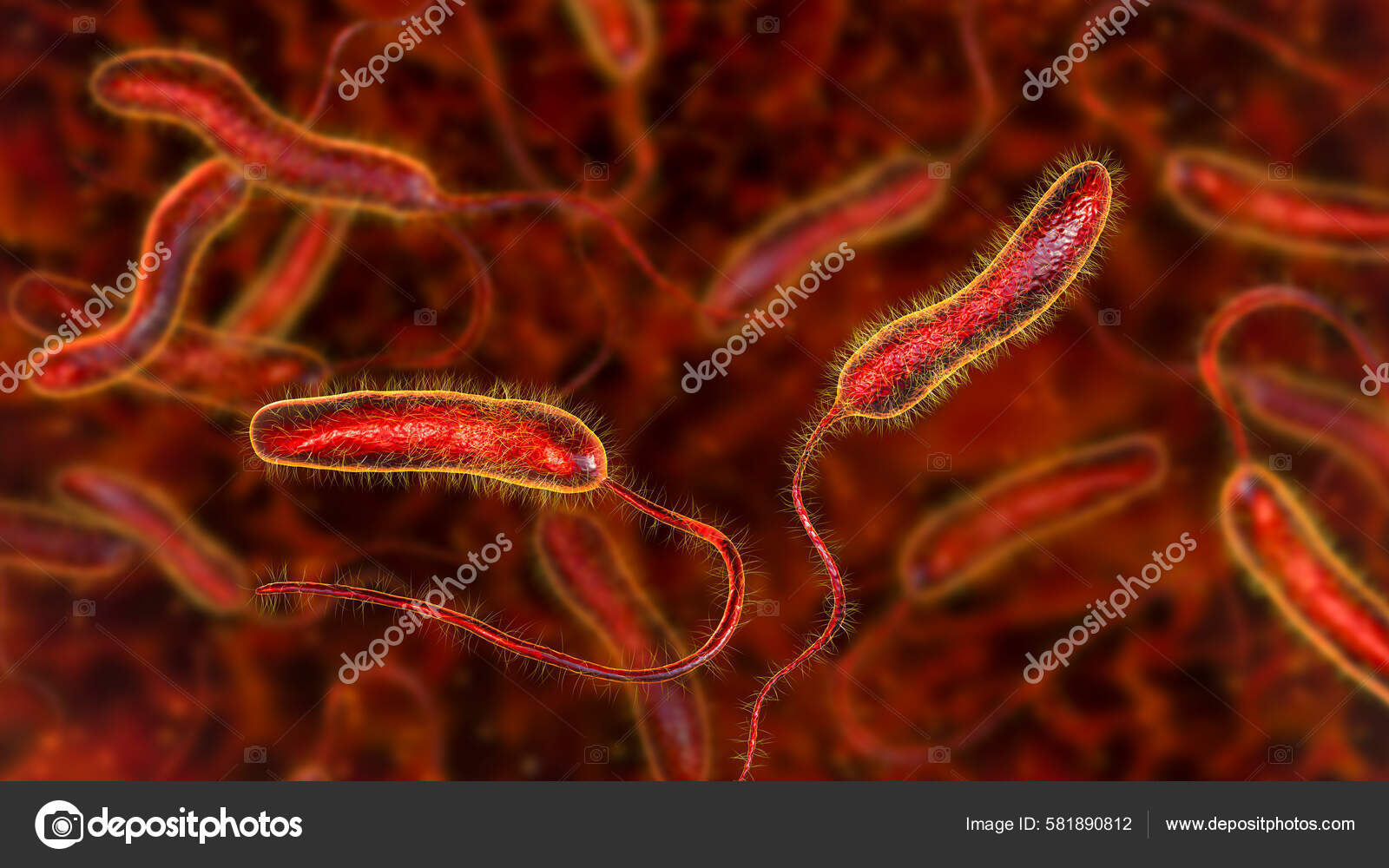 Vibrio Cholerae Bacteria