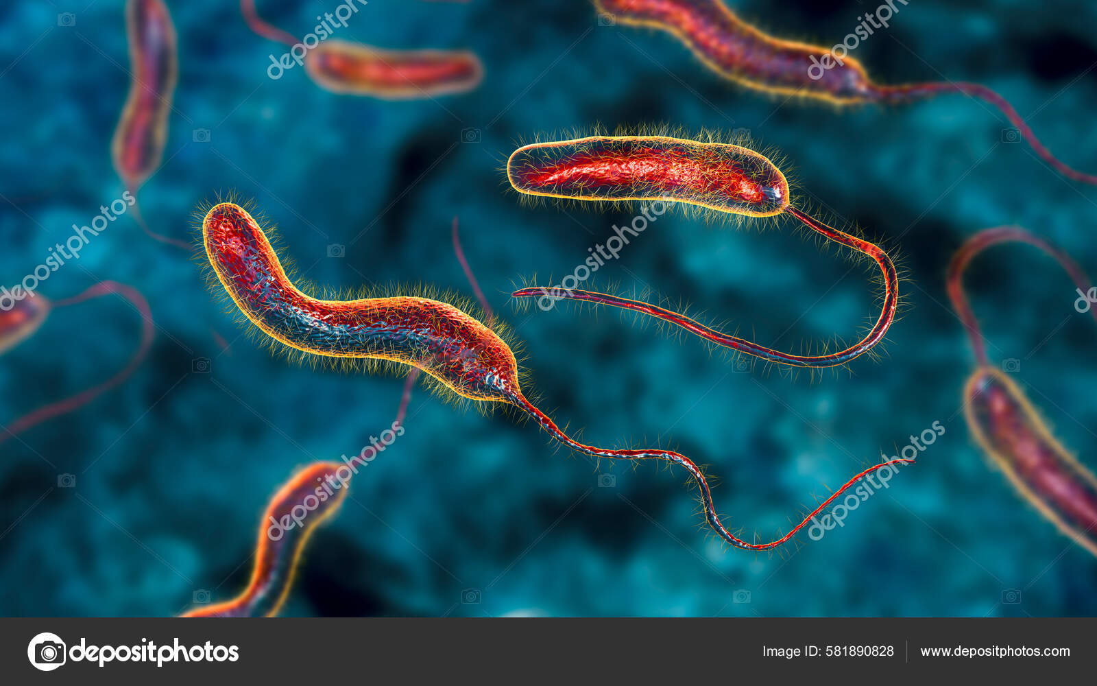 Bacteria Vibrio Cholerae Cholera Studies Reveal Mechanisms Of Biofilm