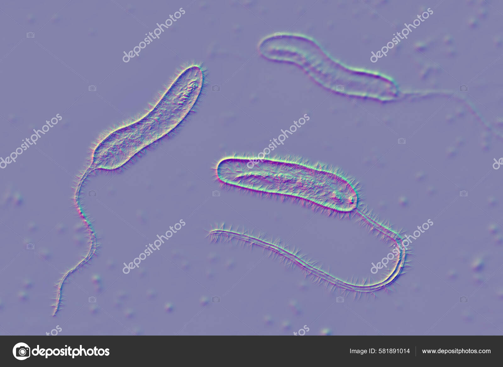 Vibrio Cholerae Microscope