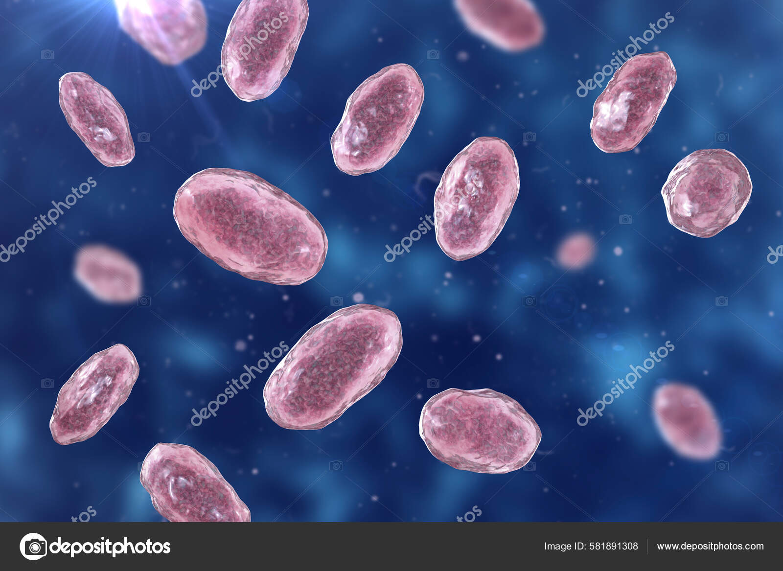 Yersinia Enterocolitica Bacteria Ilustración Bacterias Gramnegativas ...