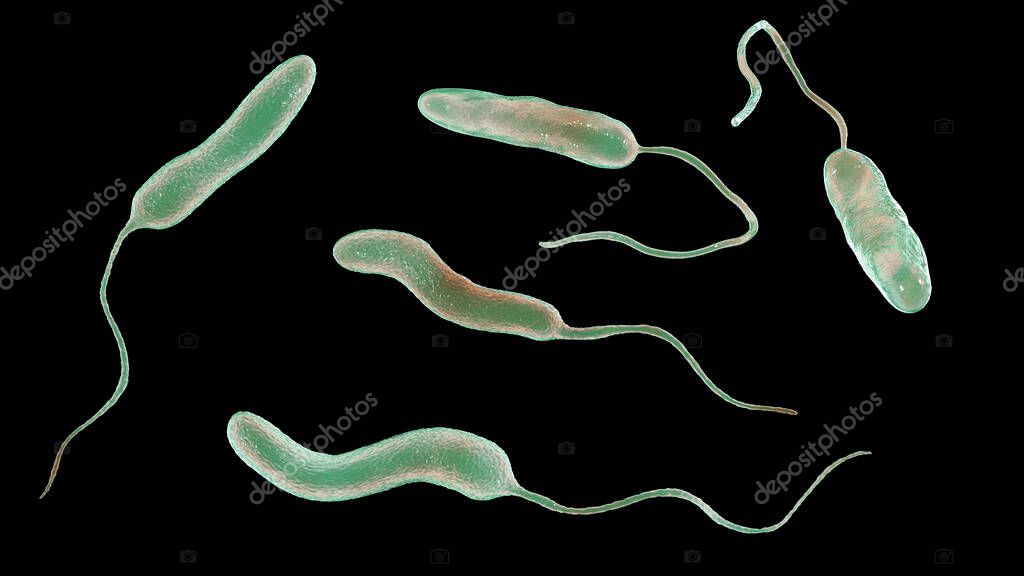 Vibrio cholerae bacteria, ilustración 3D. Bacterias que causan la ...