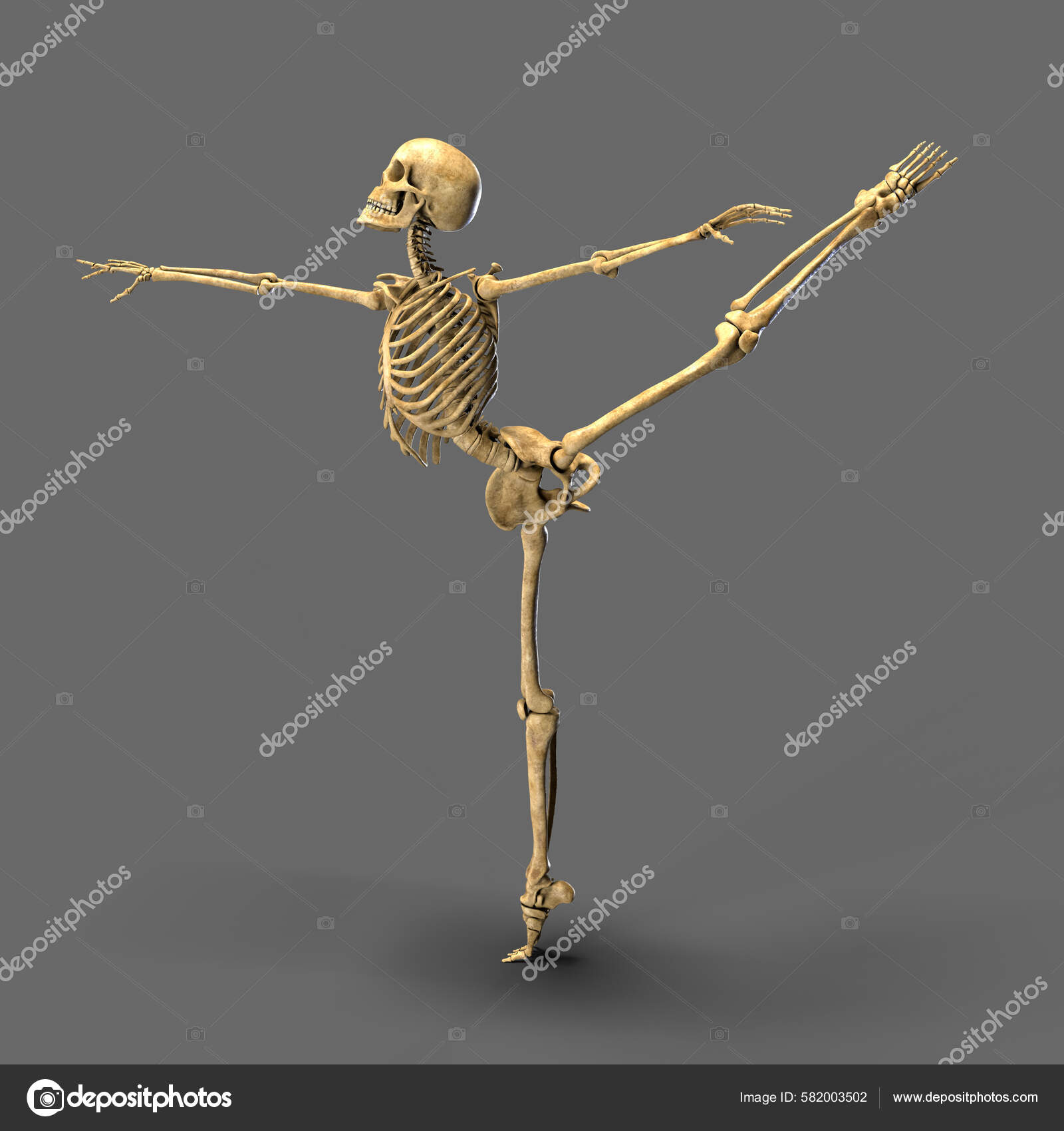 Anatomy Dancing Ballet Illustration Showing Skeletal Activity Ballet ...