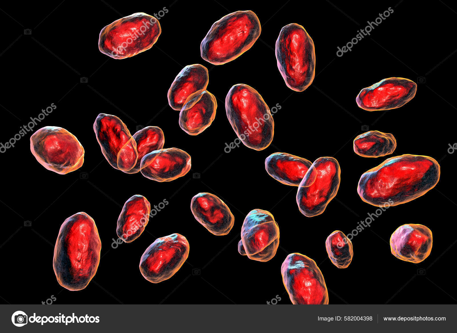 Yersinia Pseudotuberculosis Bacteria Illustration Gram Negative ...
