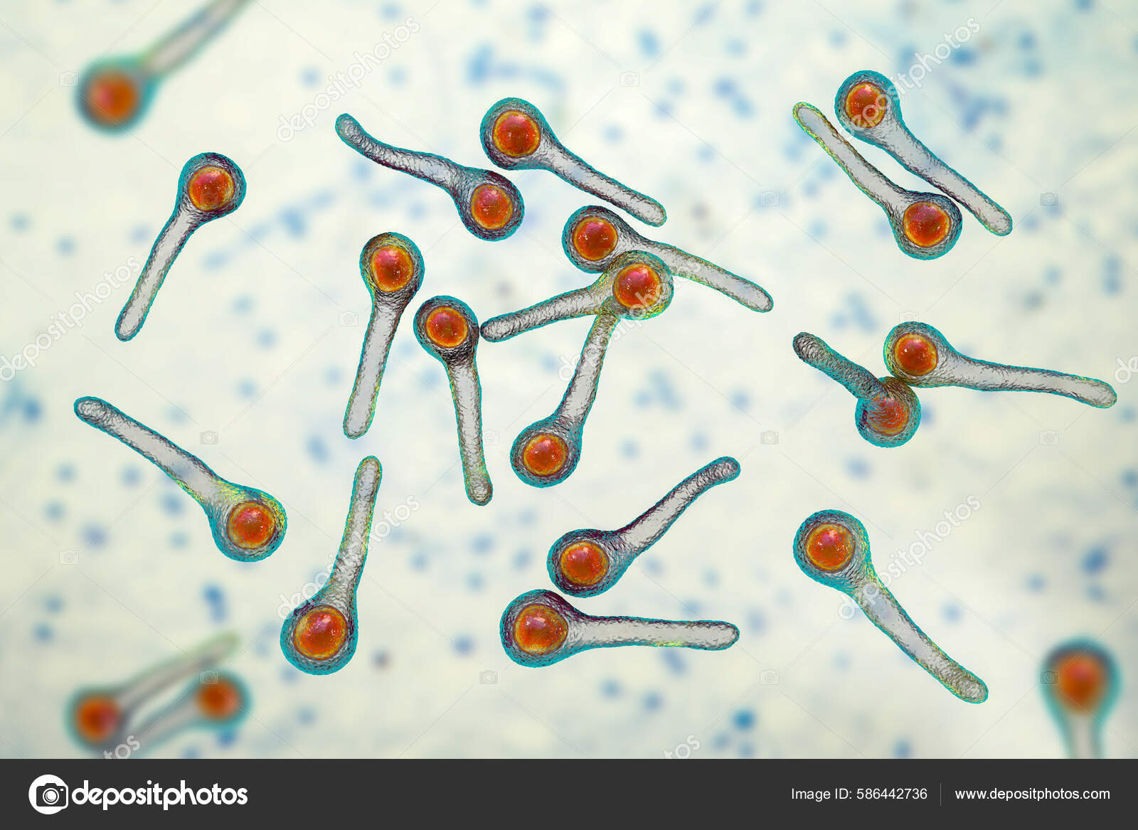 Tetanus Bacteria Shape