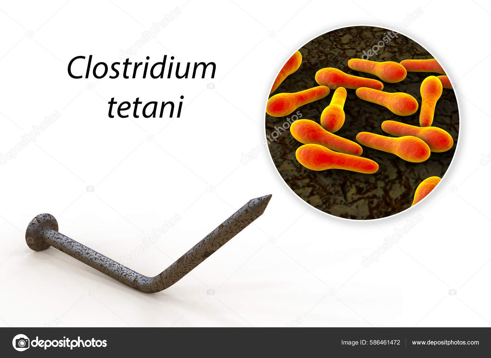 Clostridium Tetani Bacteria