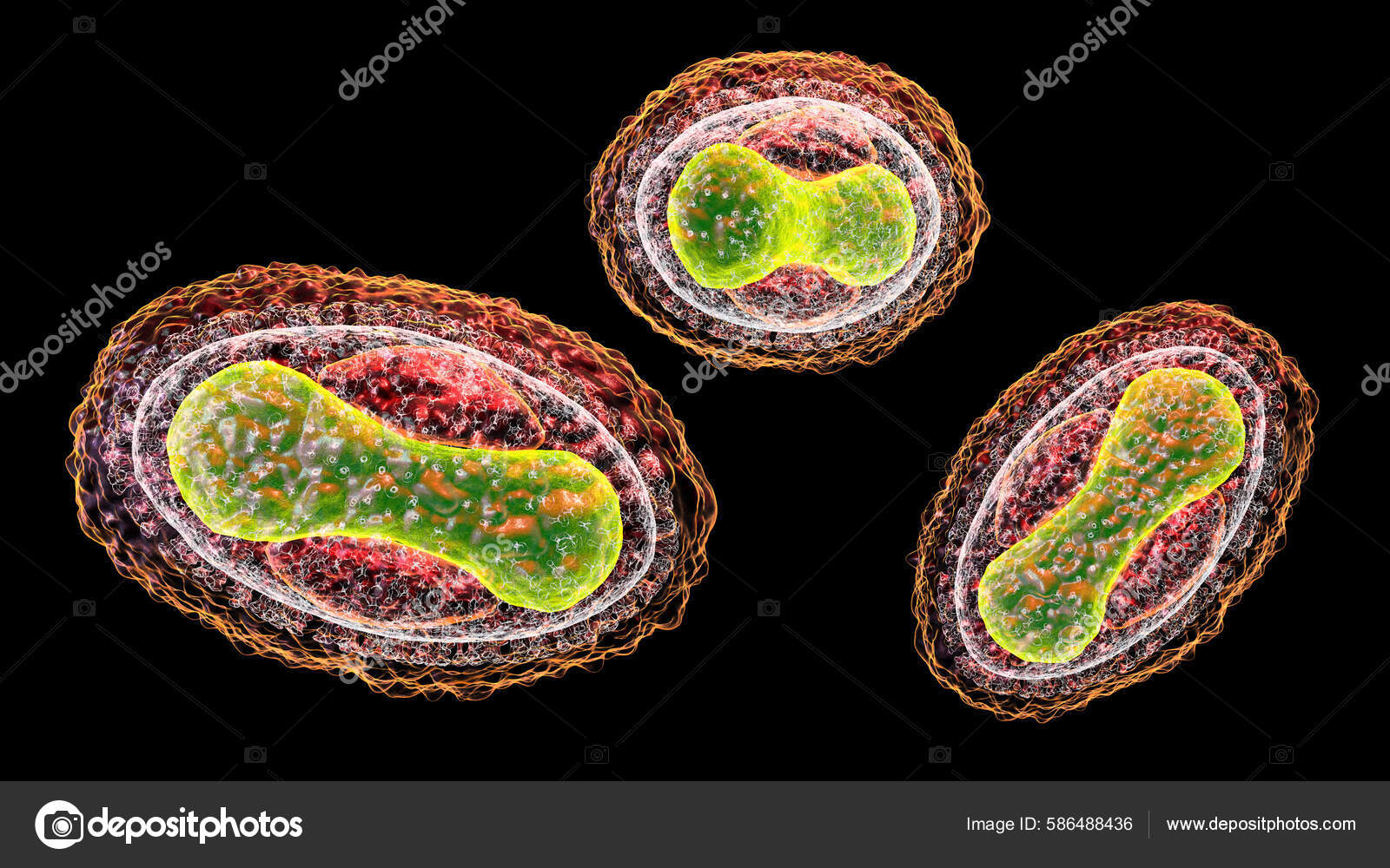 Virus Variola Virus Familia Orthopoxviridae Que Causa Viruela Otros ...
