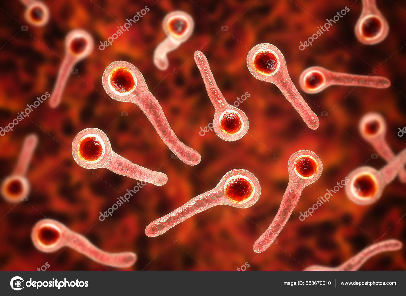 Clostridium Tetani Bacteria Causative Agent Tetanus Disease ...