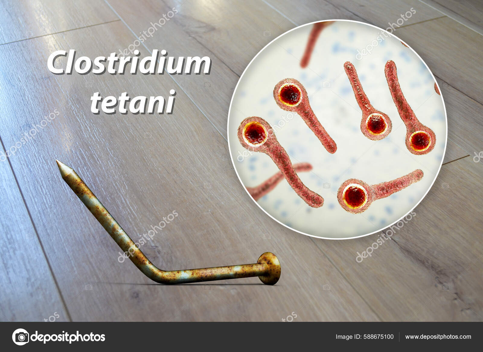 Transmisión Del Tétanos