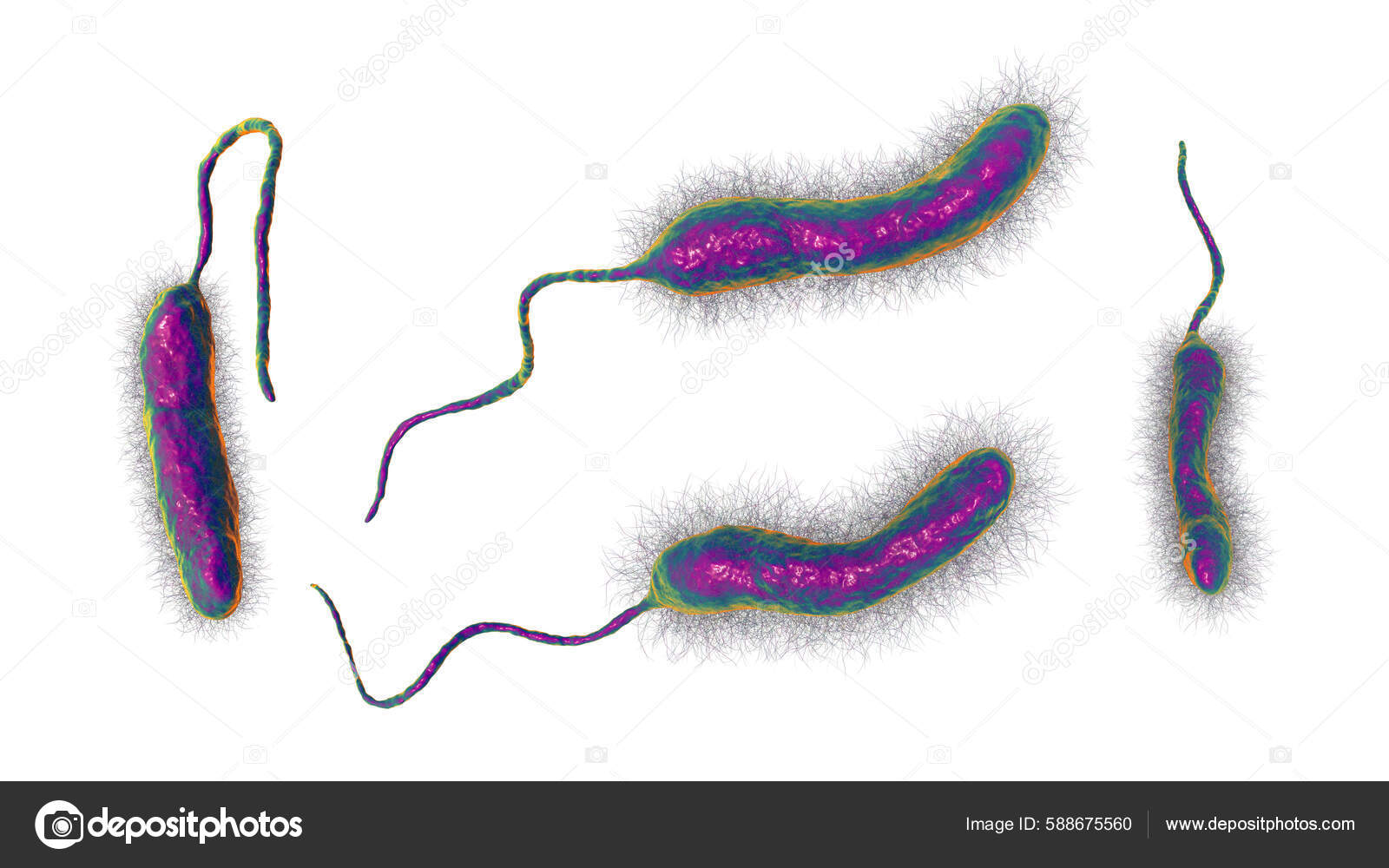 Vibrio Cholerae Bacteria