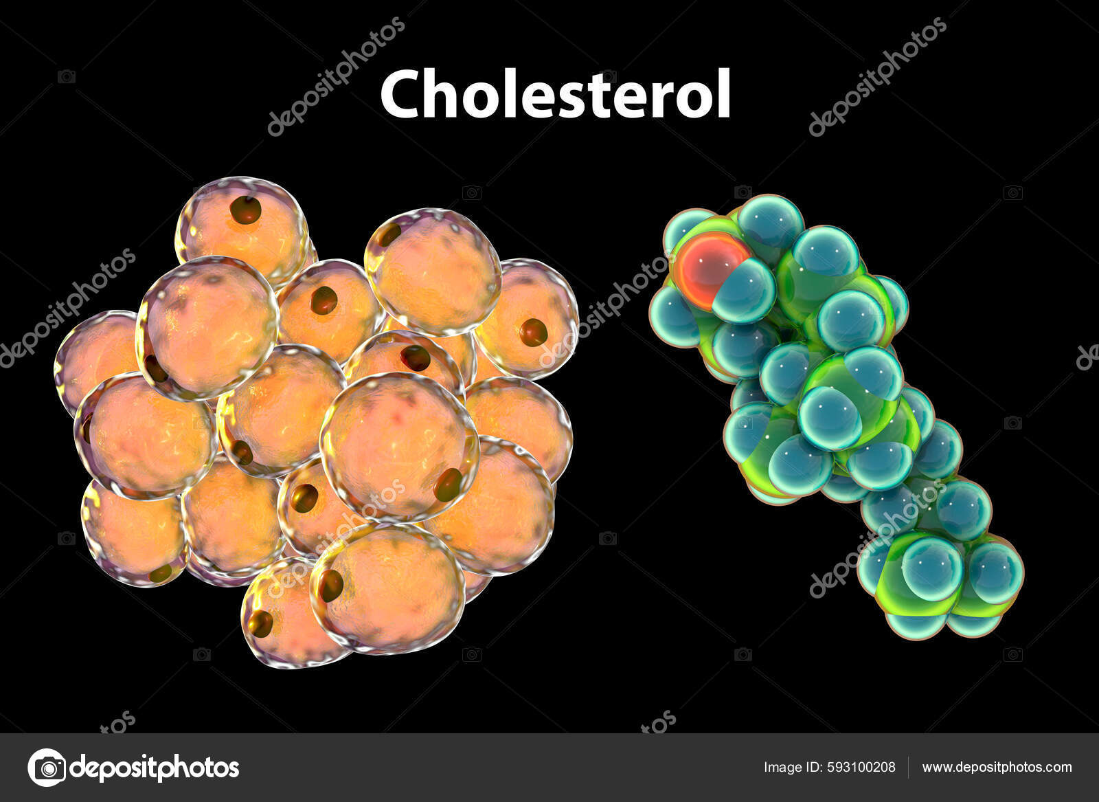 Fat Adipose Cells Molecule Cholesterol Illustration Cholesterol Type ...