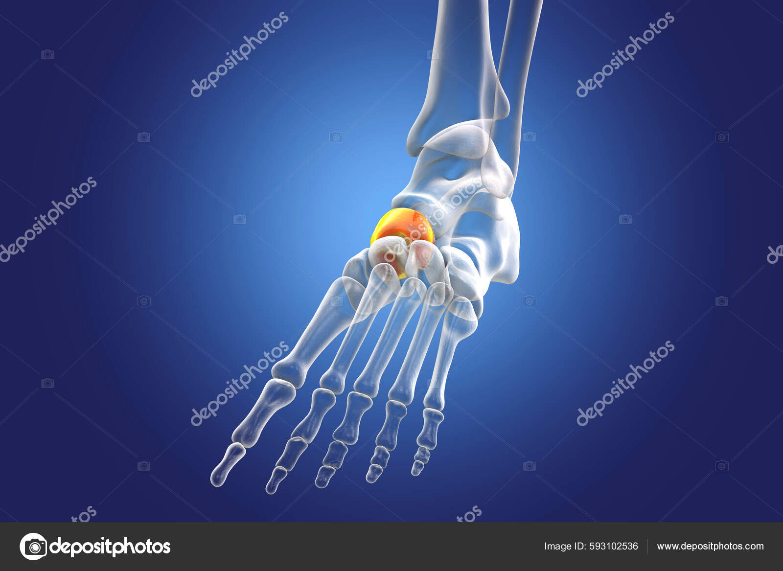 Navicular Bone Foot One Tarsal Foot Bones Human Foot Anatomy ...