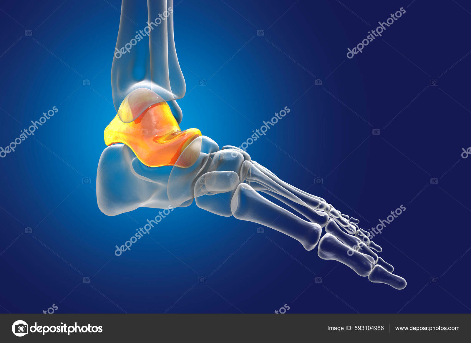 Talus Bone Foot Astragalus Ankle Bone One Tarsal Foot Bones — Stock ...