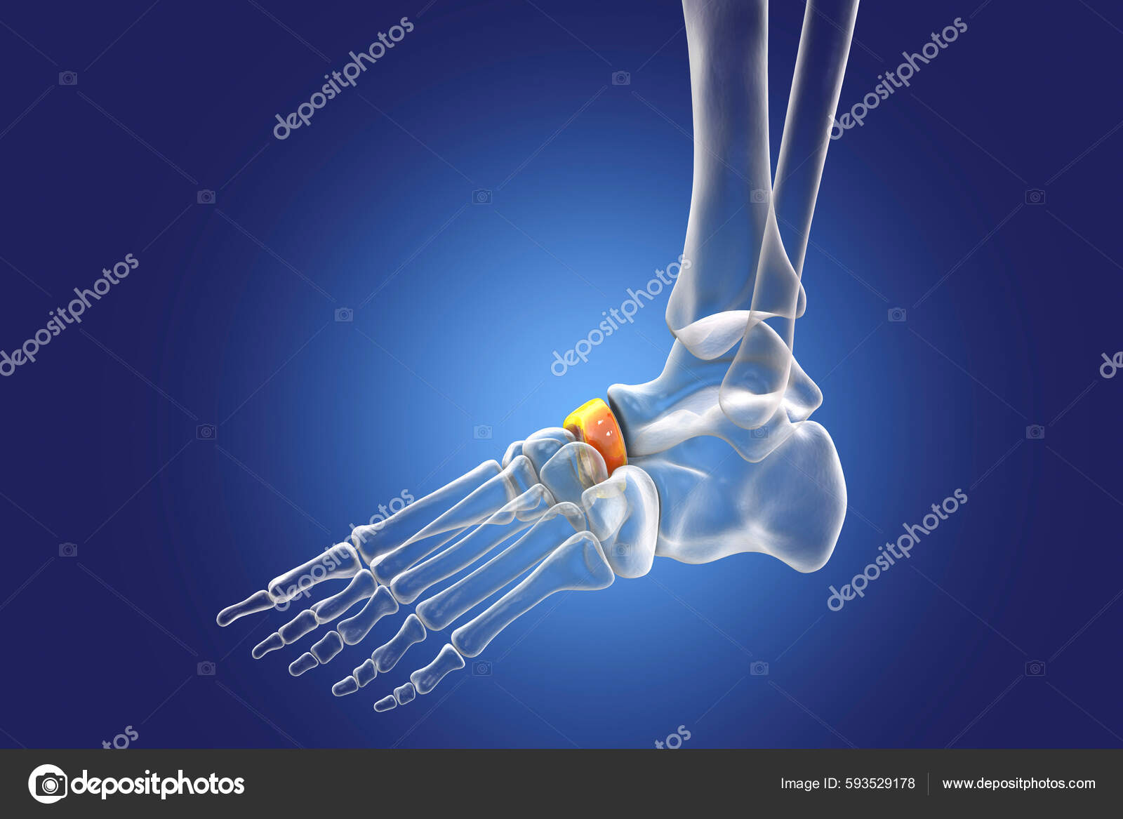 Navicular Bone Foot One Tarsal Foot Bones Human Foot Anatomy — Foto de ...
