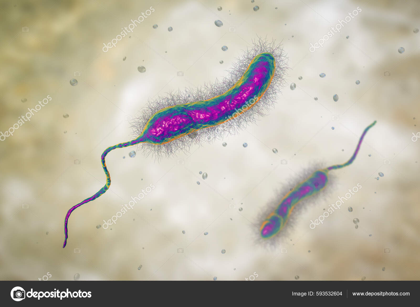 Microscopio Vibrio Cholerae Vibrio Cholerae Bacteria Stock Photo