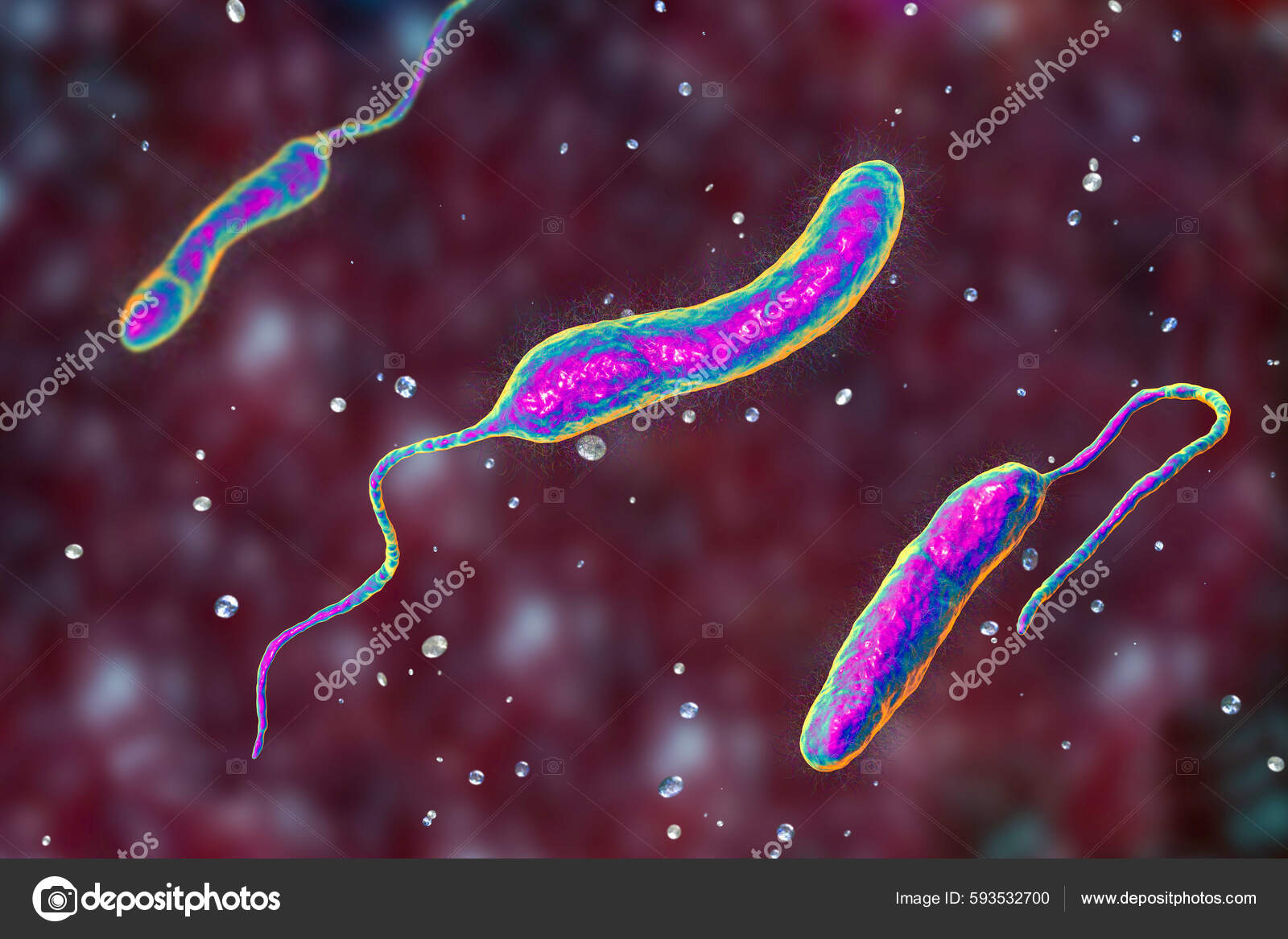 Vibrio Cholerae Bacteria Illustration Bacterium Which Causes Cholera ...