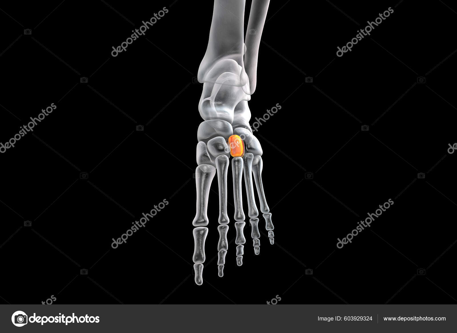 Lateral Third Cuneiform Bone Foot Human Foot Anatomy Illustration ...