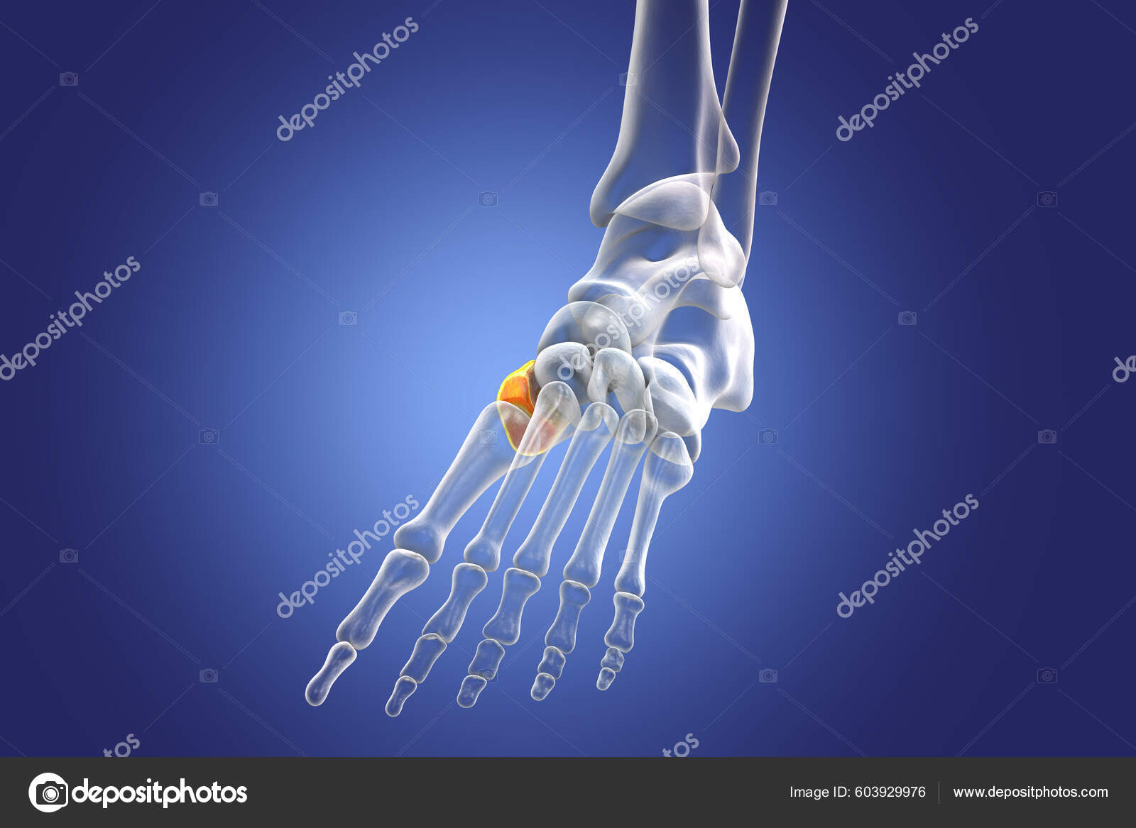 Medial First Cuneiform Bone Foot Largest Cuneiforms Human Foot Anatomy ...