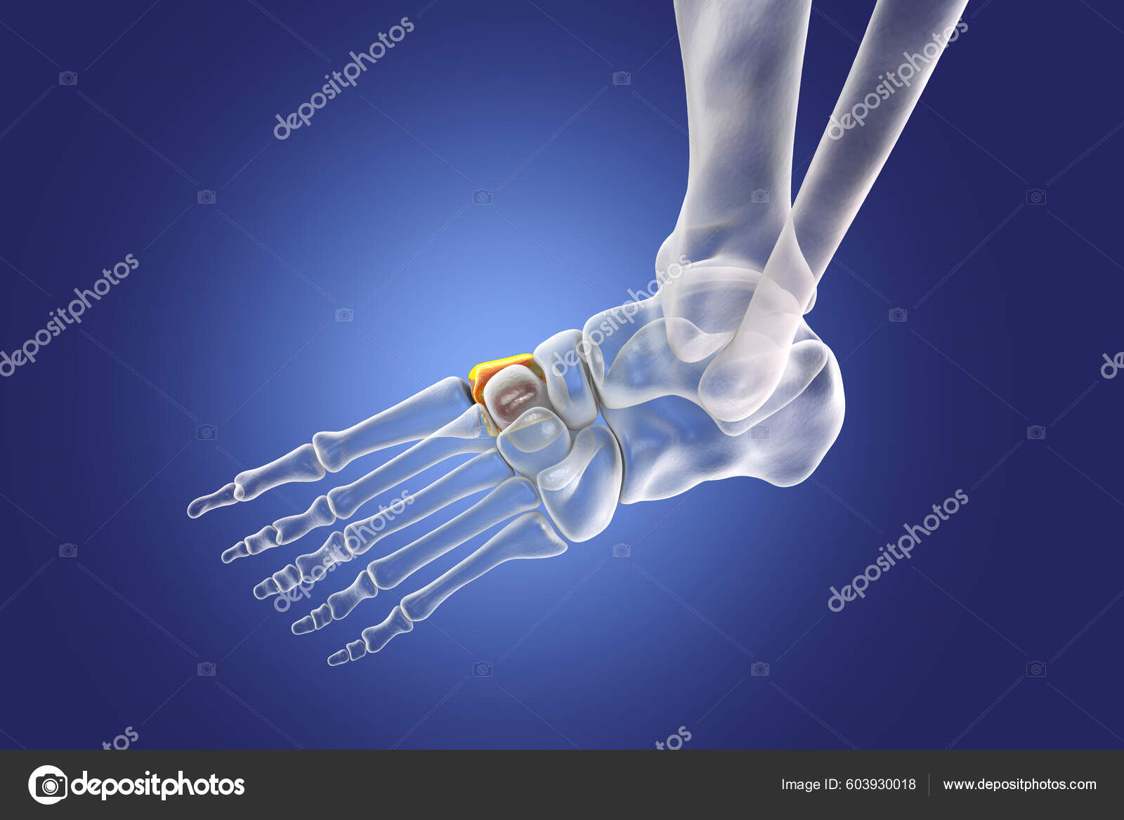 Medial First Cuneiform Bone Foot Largest Cuneiforms Human Foot Anatomy ...