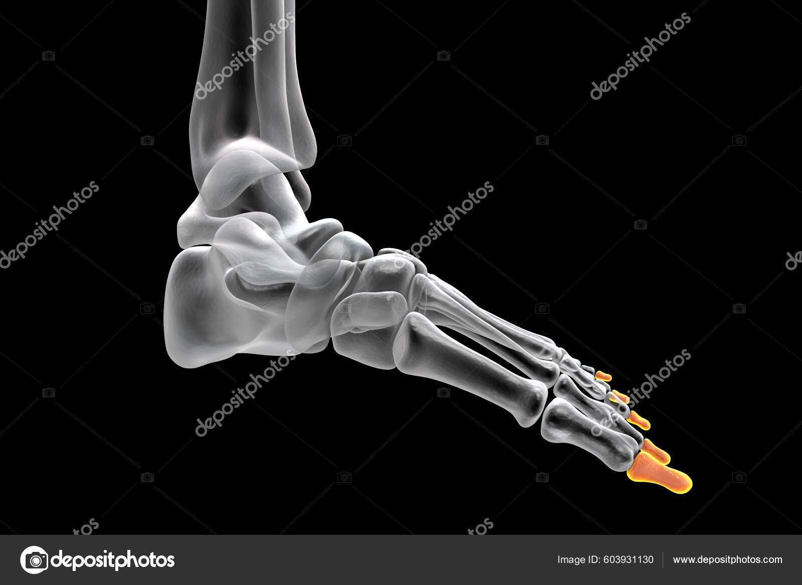 Distal Phalanges Foot Human Foot Anatomy Foot Bones Illustration — Foto ...