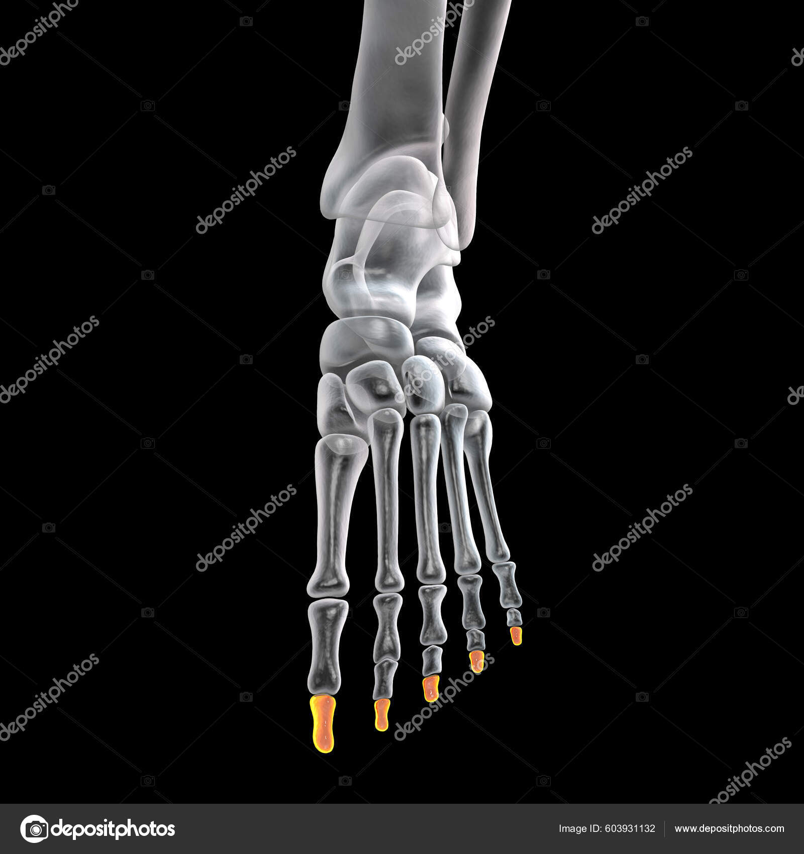 Distal Phalanges Foot Human Foot Anatomy Foot Bones Illustration ...
