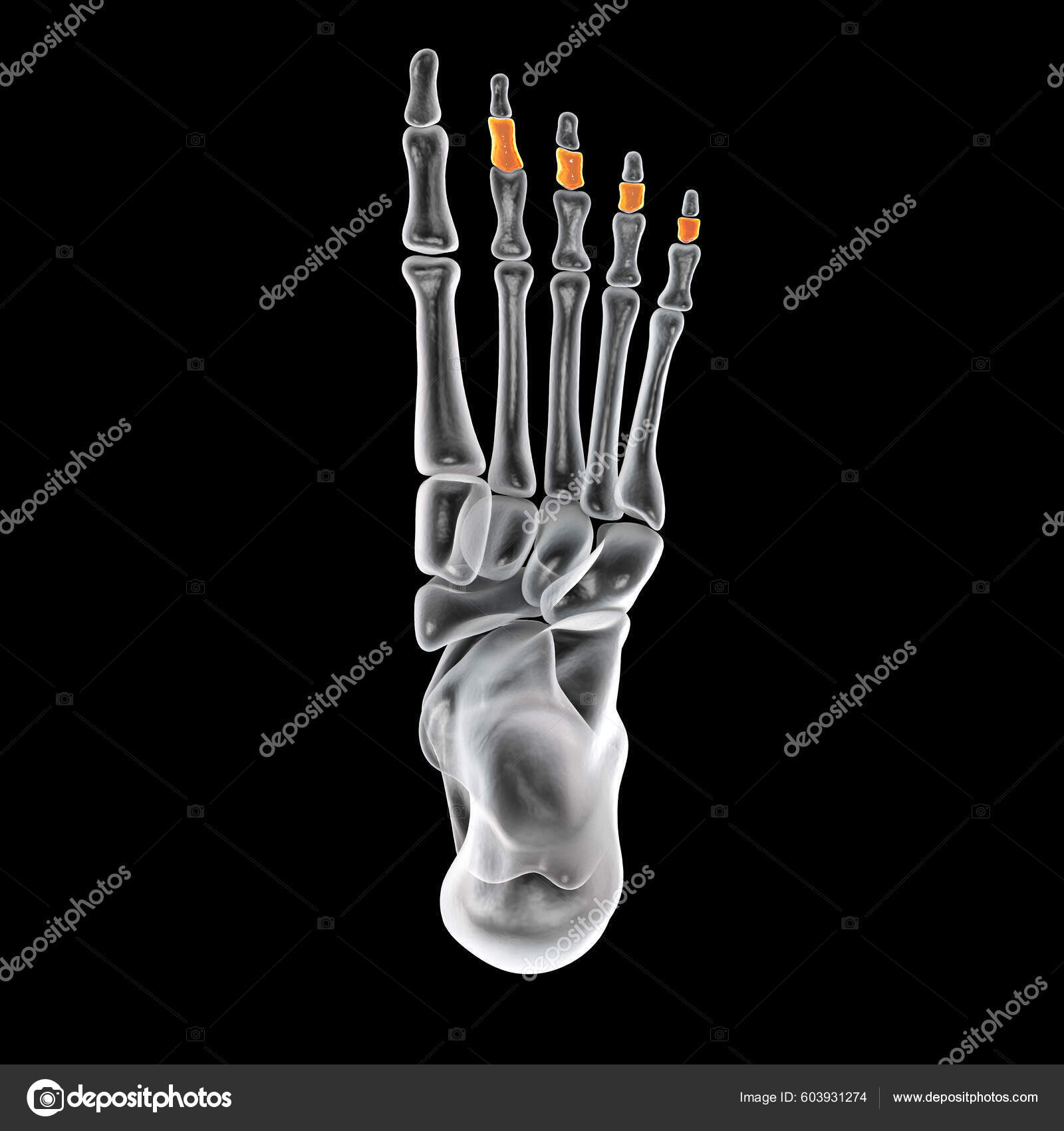 Middle Phalanges Foot Human Foot Anatomy Foot Bones Illustration ...