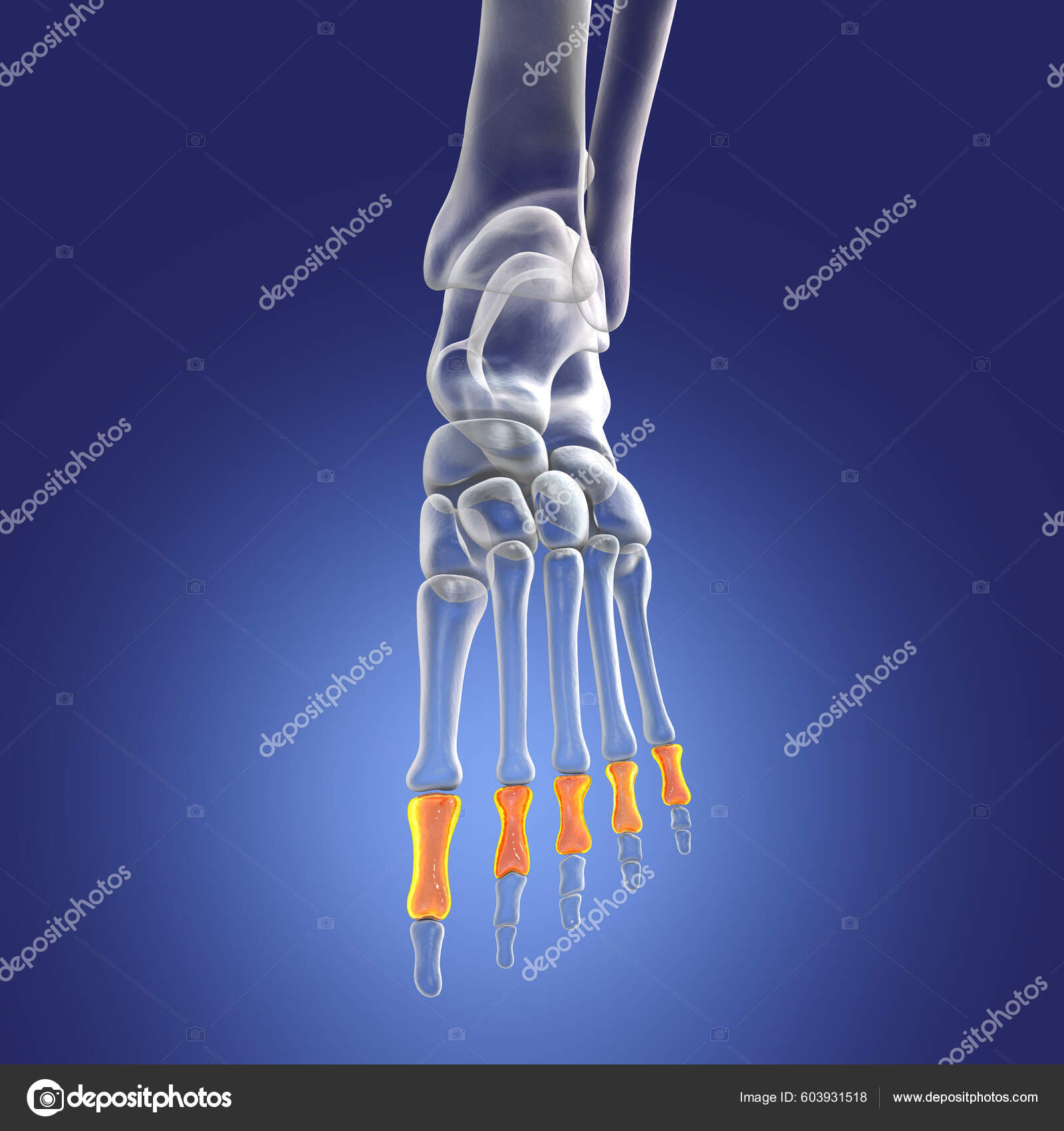 Phalanges Bones Feet
