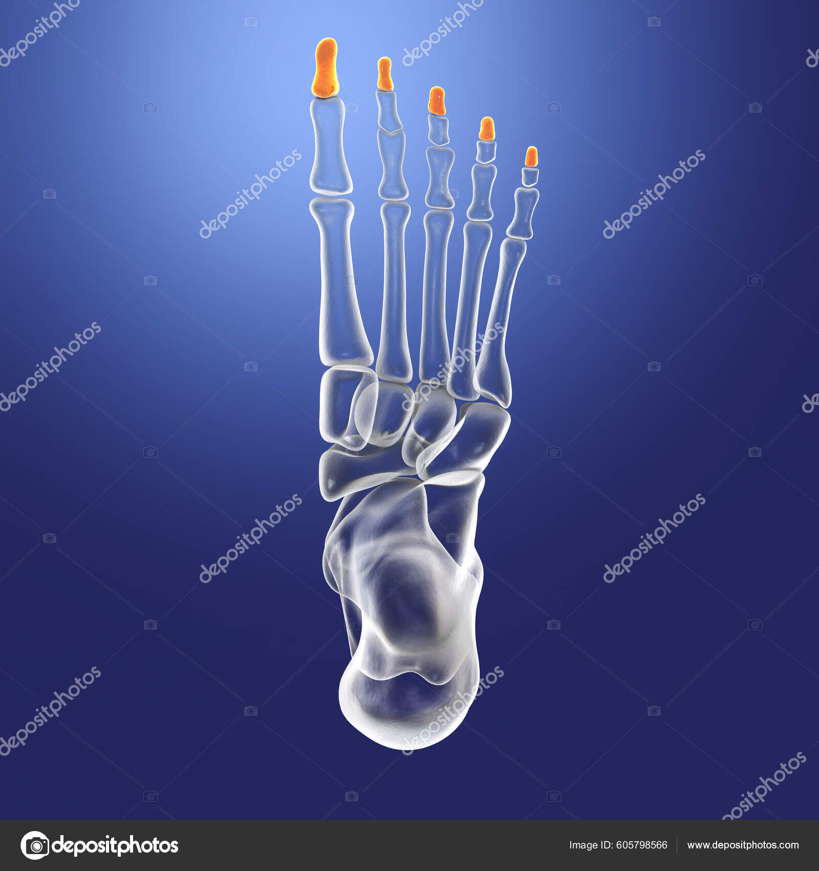 Distal Phalanges Foot