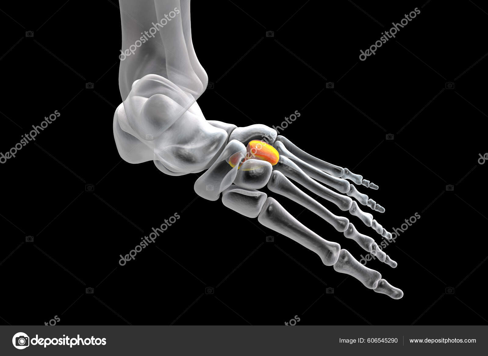 Lateral Cuneiform Bone