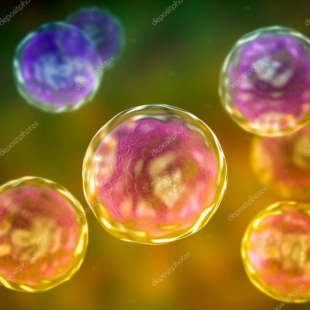 Emmonsia hongos microscópicos patógenos, etapa de la adiáspora ...