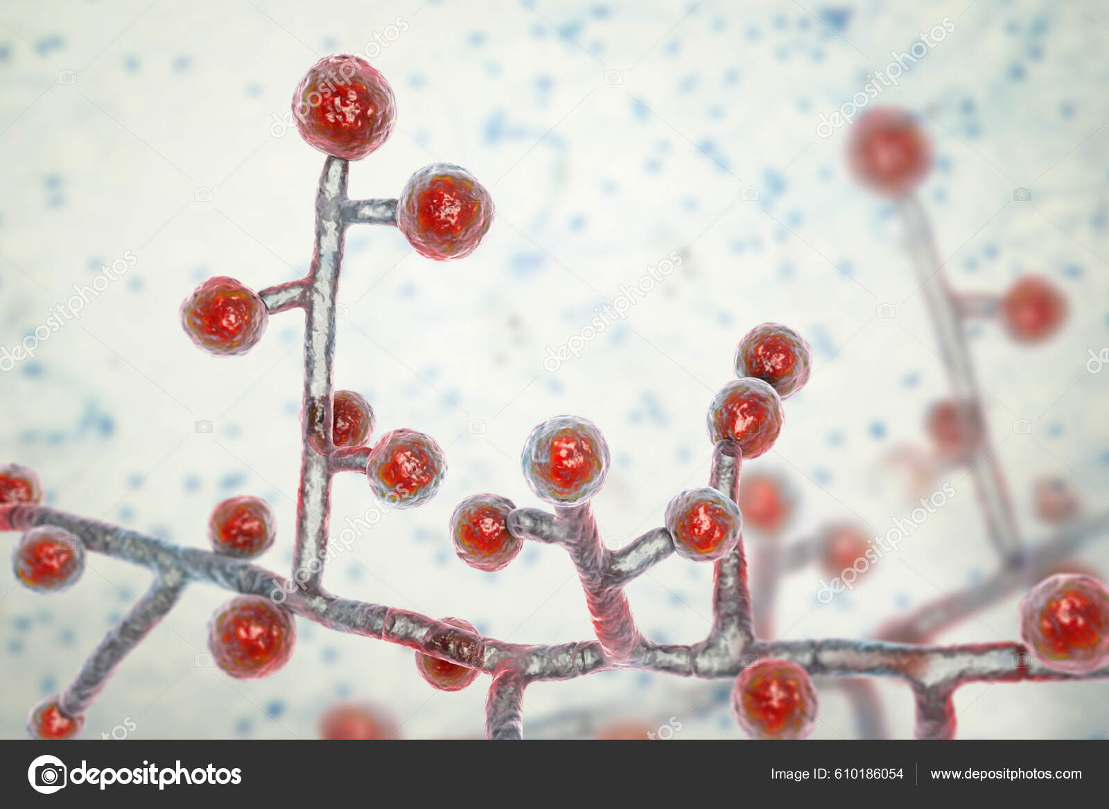 Microscopic Pathogenic Fungi