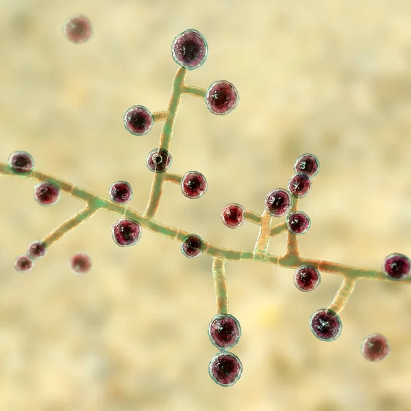 Microscopic Fungi Microsporum Audouinii Illustration Anthropophilic ...