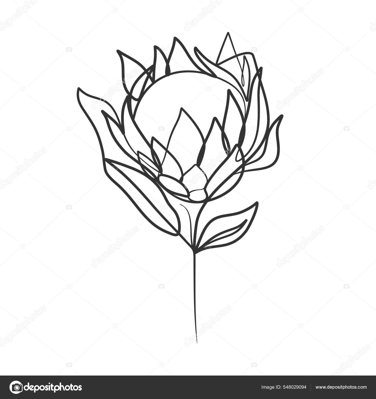 Continuous Line Drawing Simple Flower Illustration Abstract Flower One ...
