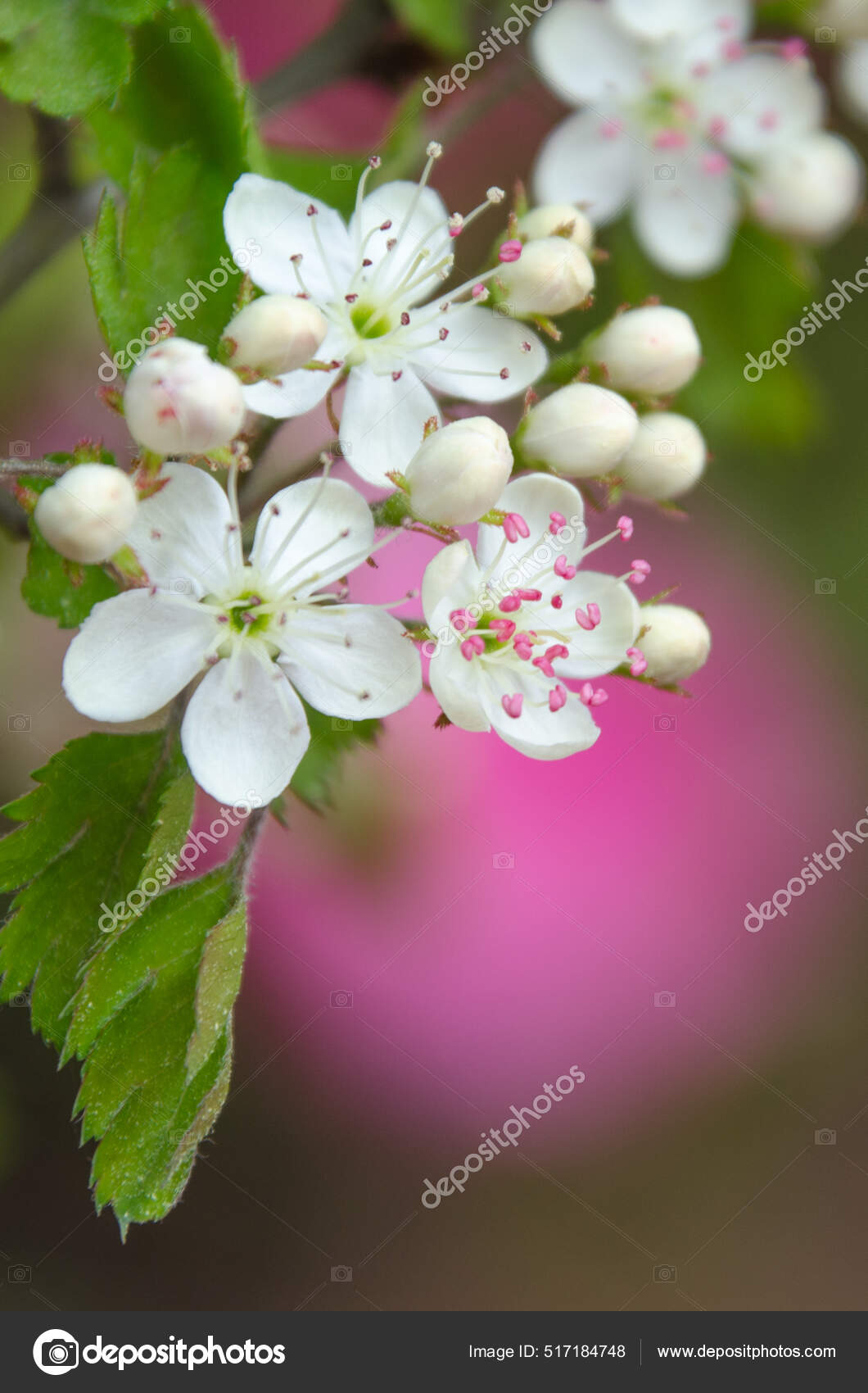 Beautiful White Blooms Pink Details Parsley Hawthorn Tree — Stock Photo ... Beautiful White Blooms Pink Details Parsley Hawthorn Tree — Stock Photo ...