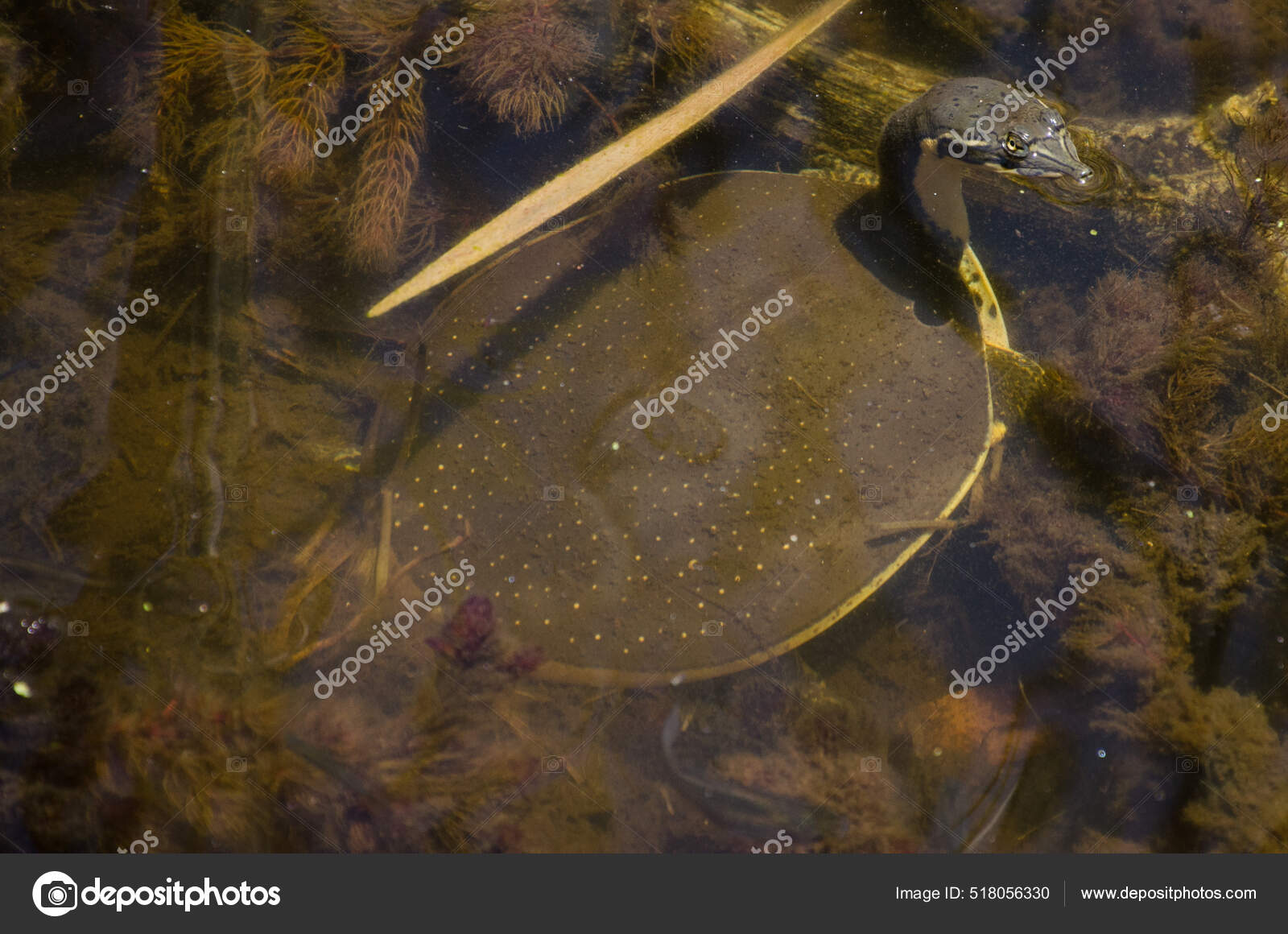 Spiny Softshell Turtle Pond Stock Photo by ©MariannePfeil 518056330