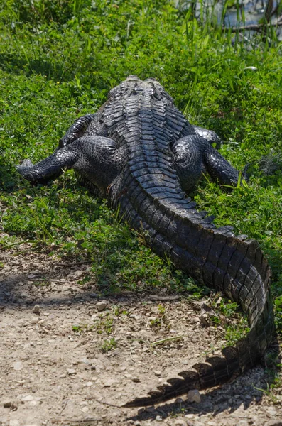 The broad back of an alligator viewed from behind the animal as it ...