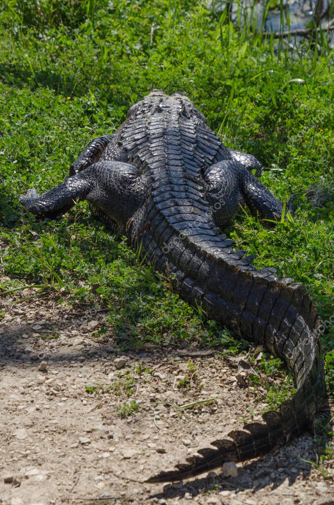 The broad back of an alligator viewed from behind the animal as it ...