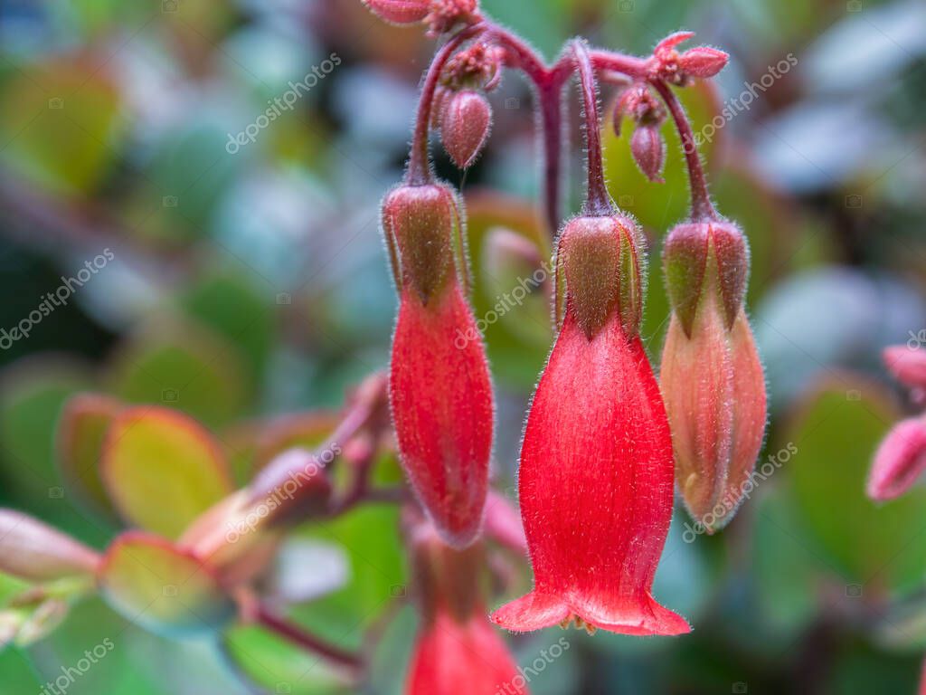 Fotografía macro de flores rojas kalanchoe exóticas, capturadas en un ...