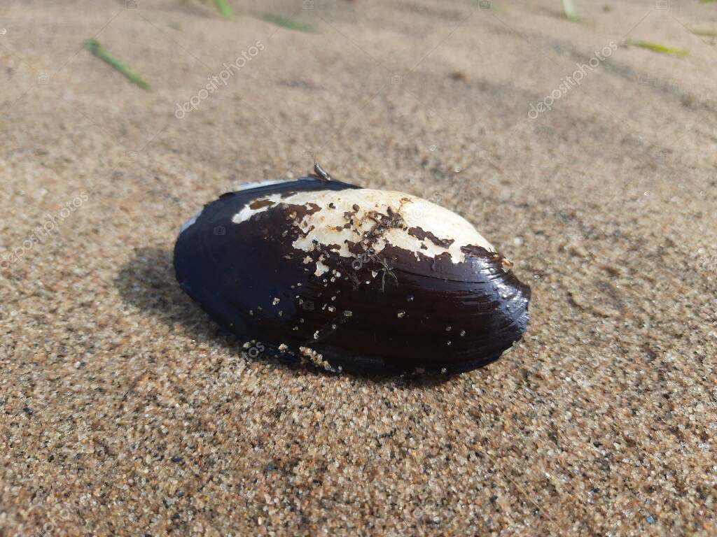 Unio pictorum shell.Unio pictorum o mejillón de pintor es una especie ...