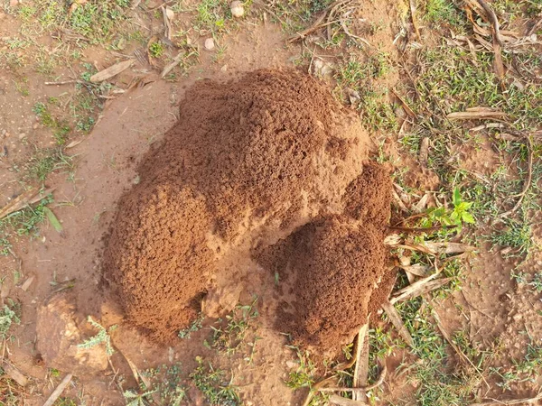 Fotos de Civet poop, Imagens de Civet poop sem royalties | Depositphotos