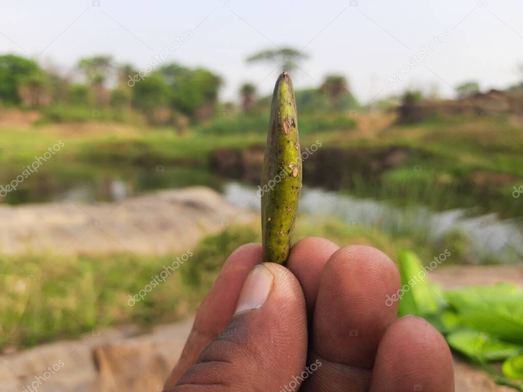 Millettia pinnata fruit. Itis a species of tree in the pea family ...
