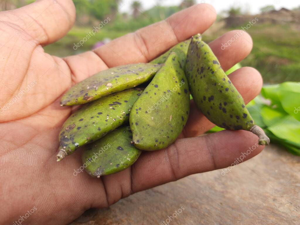 Fruta de la pi ata de Millettia. Es una especie de rbol perteneciente a ...
