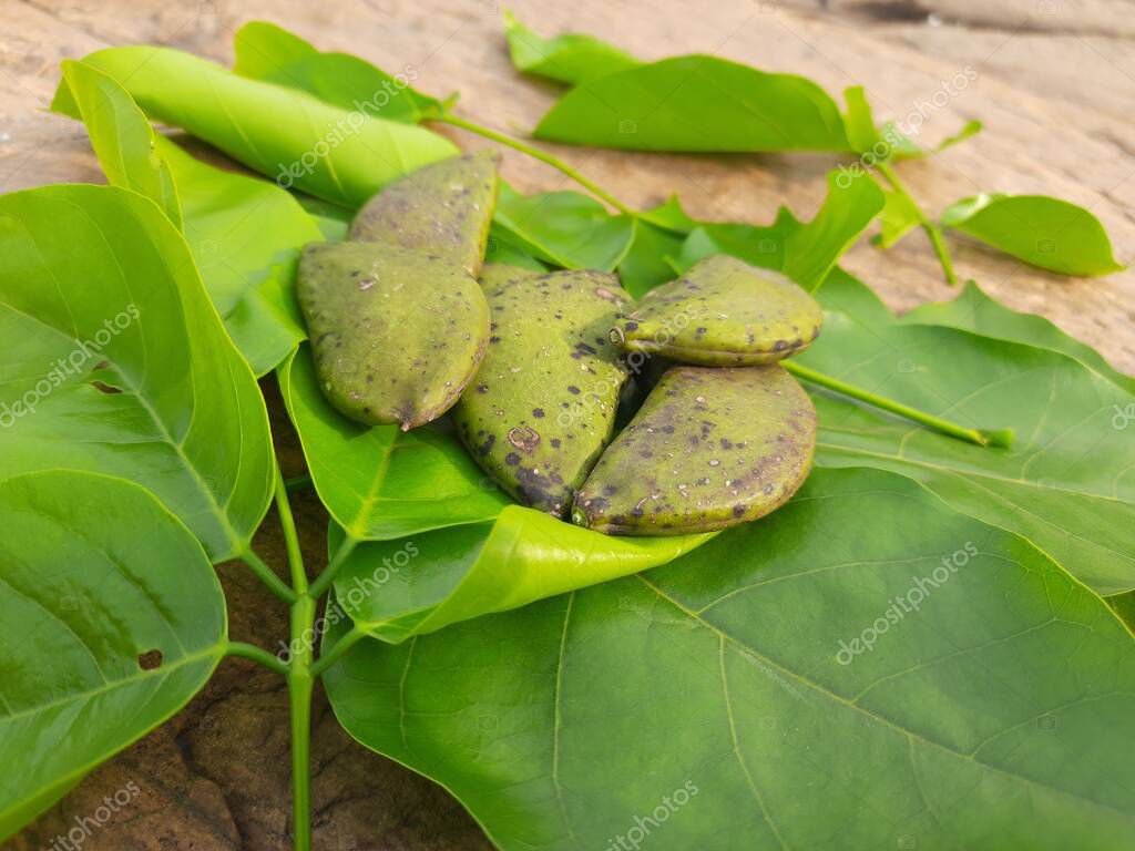 Fruta de la piñata de Millettia. Es una especie de árbol perteneciente ...