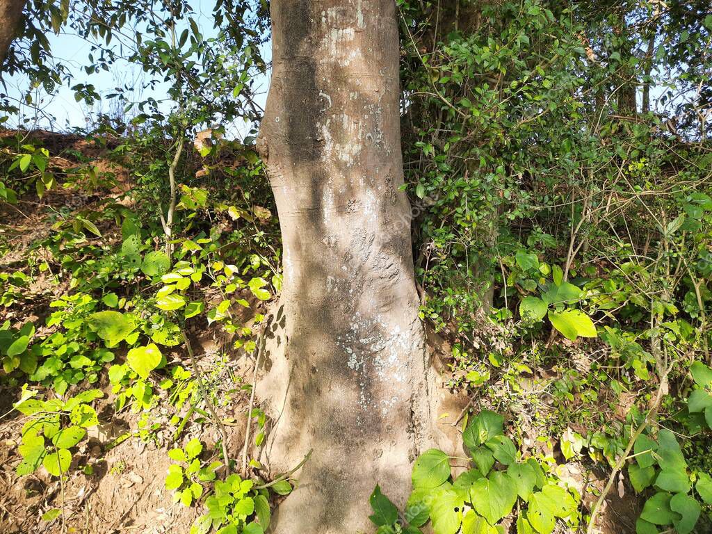 Millettia pinnata tree. Itis a species of tree in the pea family ...