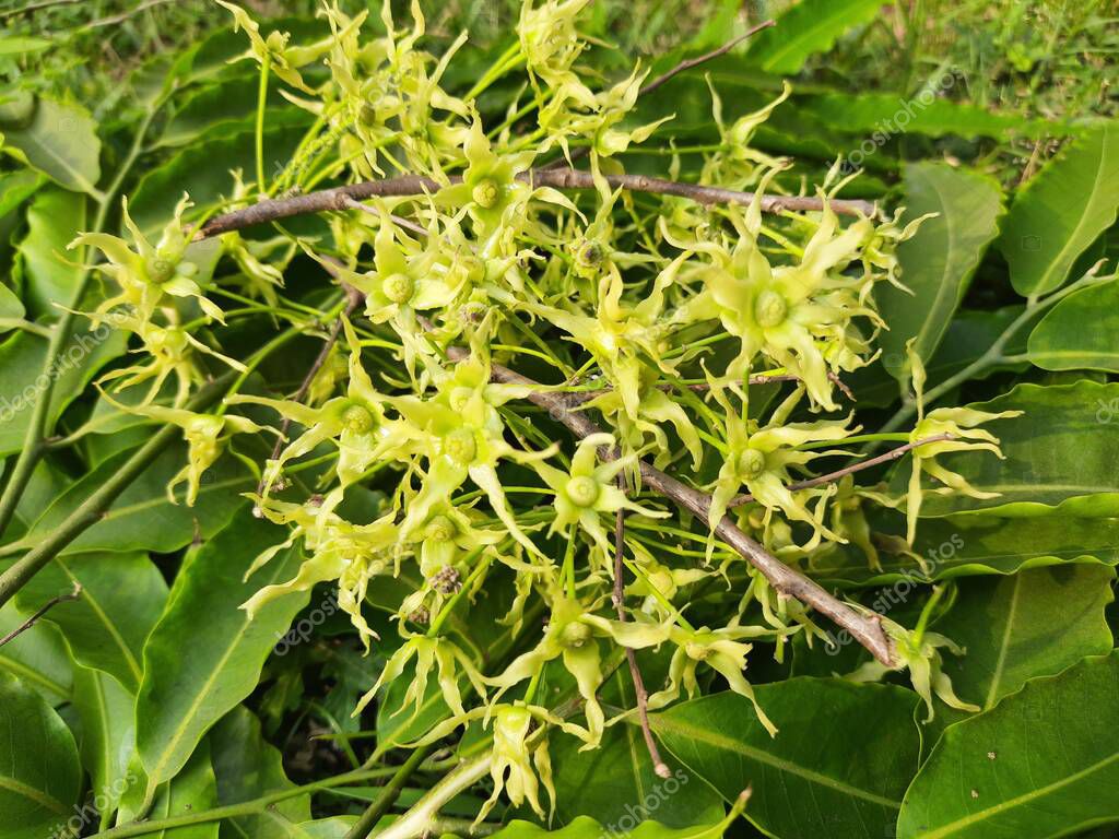 Polyalthia longifolia tree flowers. It's tree other names Ashoka ...