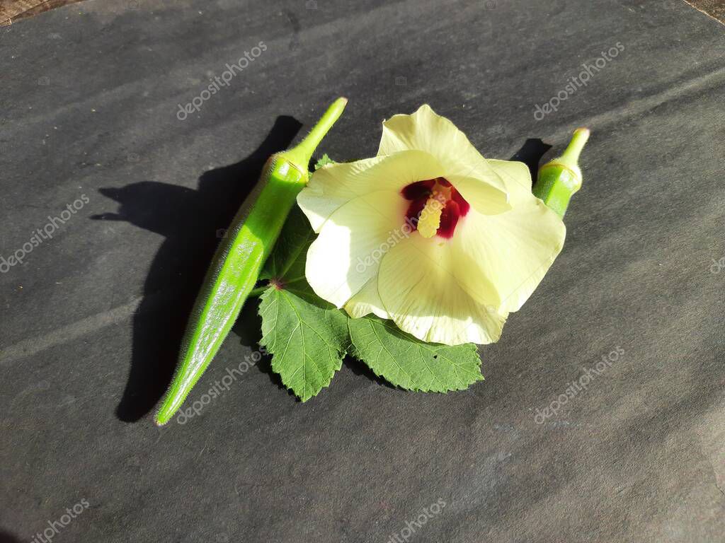 Okra vegetal y flor en fondo negro. Okra, Abelmoschus esculentus ...