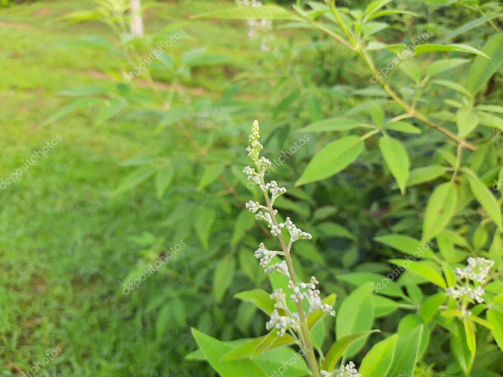 Vitex negundo flor de la planta. Es otro nombre árbol casta chino ...