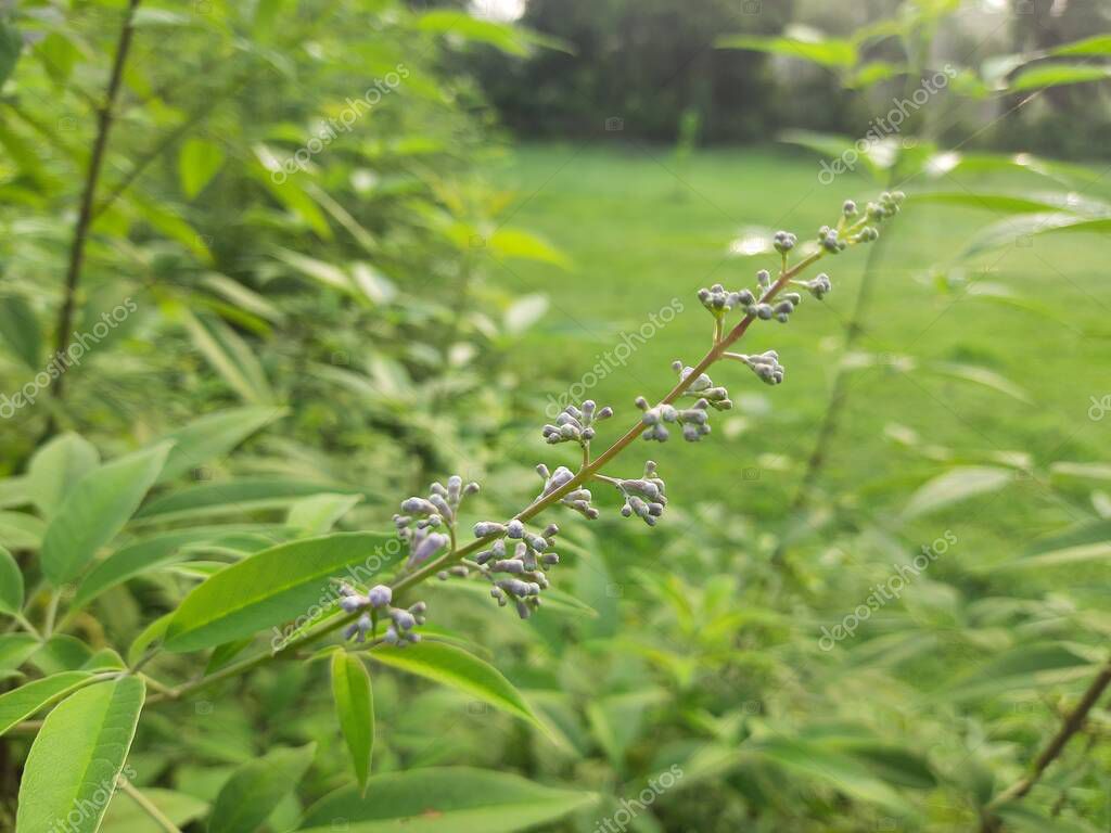 Vitex negundo flor de la planta. Es otro nombre árbol casta chino ...
