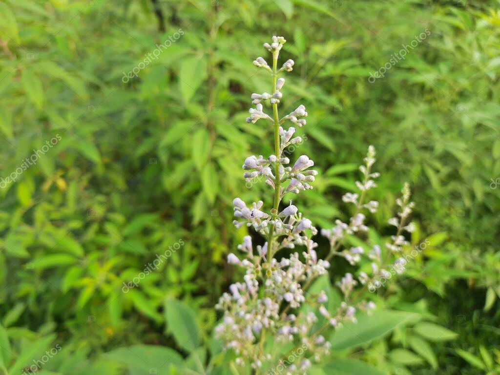 Vitex negundo flor de la planta. Es otro nombre árbol casta chino ...