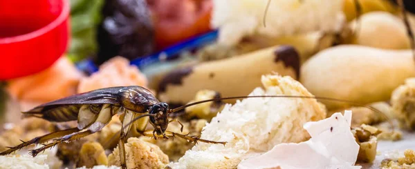 Bugs on food Stock Photos, Royalty Free Bugs on food Images | Depositphotos